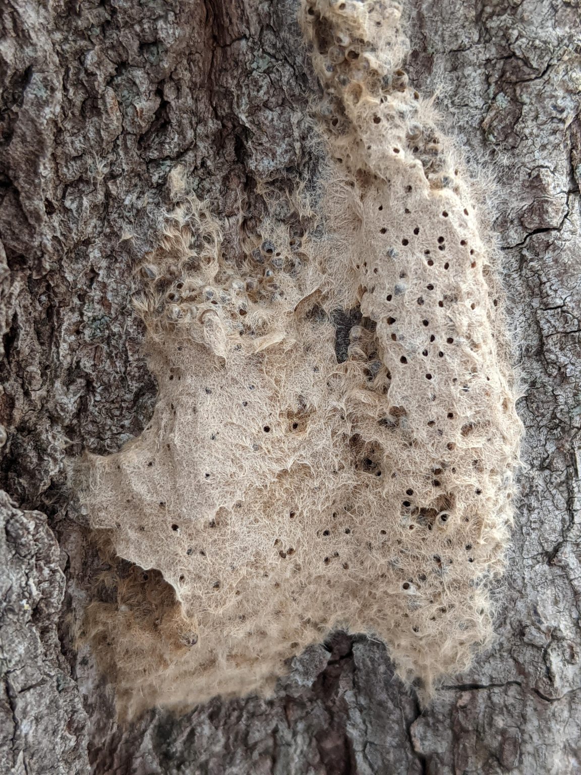 Spongy Moth Insect Pest Impacts Preserve – Lakeshore Nature Preserve ...