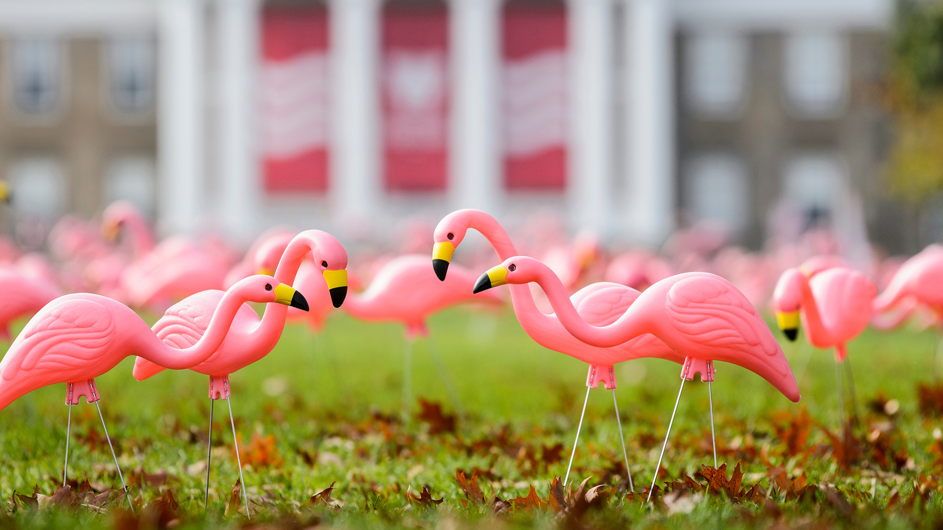 The flamingos are coming… – Lakeshore Nature Preserve – UW–Madison